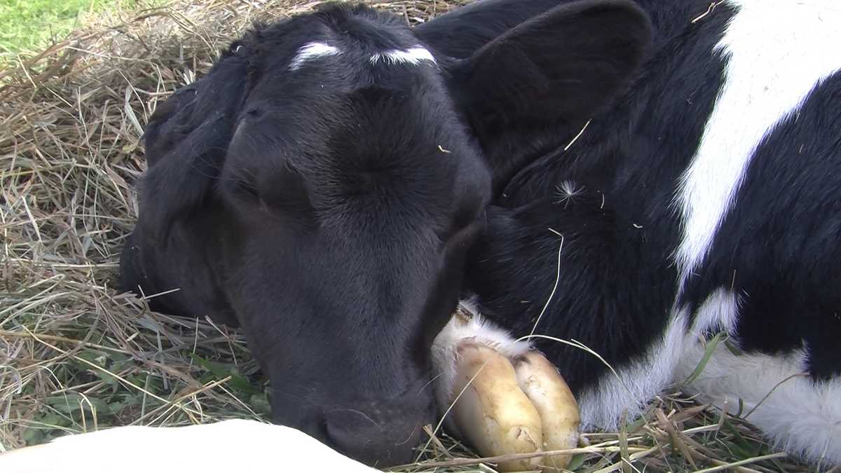 PHOTOS: Two-headed calf born on Vermont farm