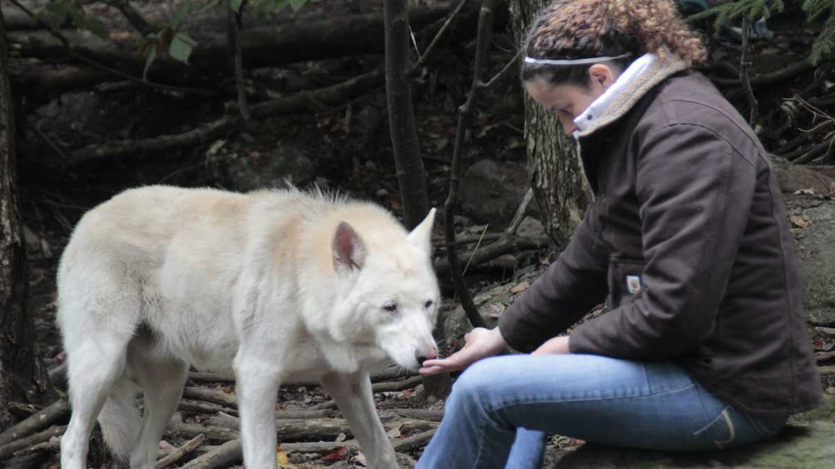 PHOTOS: Wolf-hybrids rescued from NH property