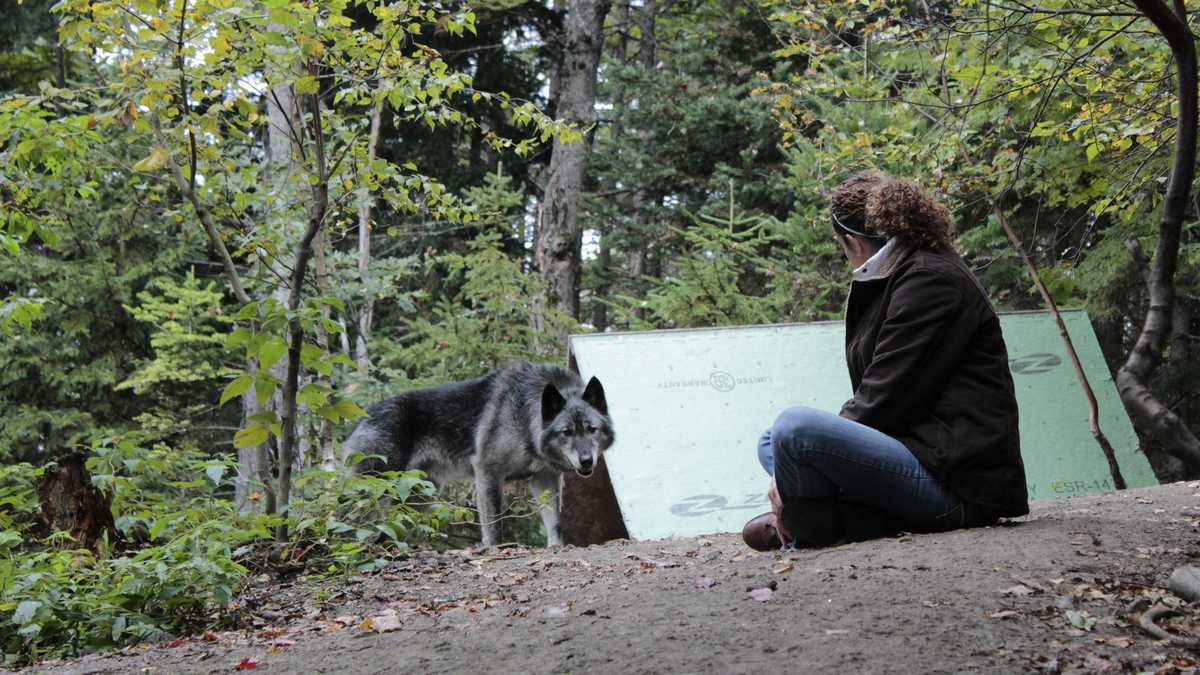 PHOTOS: Wolf-hybrids rescued from NH property