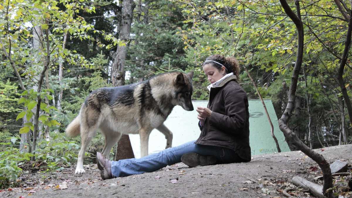 PHOTOS & VIDEO: Wolf-hybrids rescued from NH property