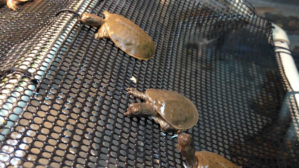 PHOTOS: Spiny softshell turtles arrive at ECHO
