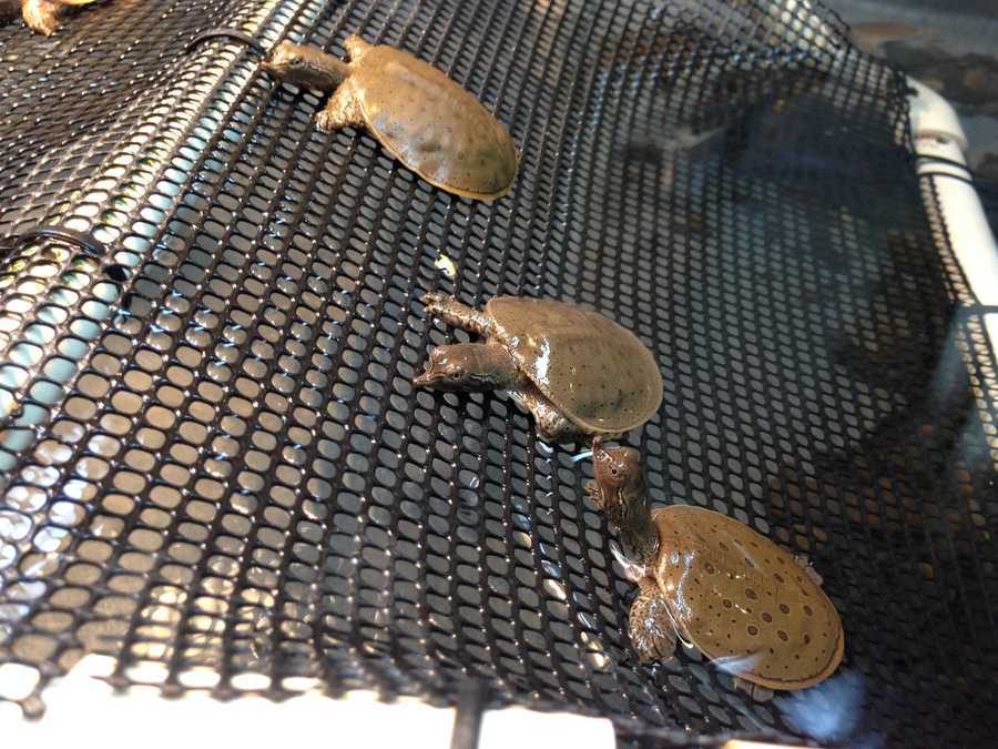 PHOTOS: Spiny softshell turtles arrive at ECHO