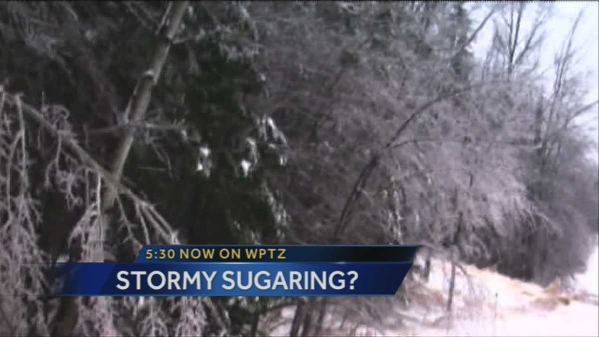Maple trees damaged by ice storm