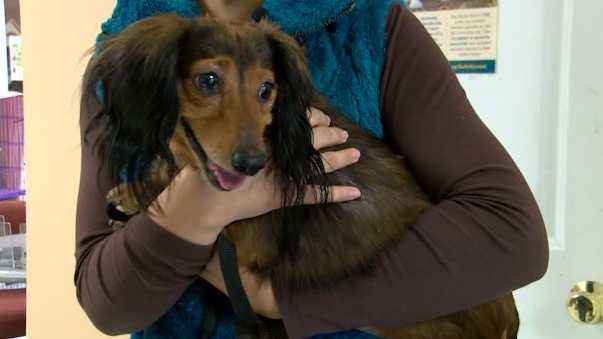 Help me: These pets need help before they can be adopted
