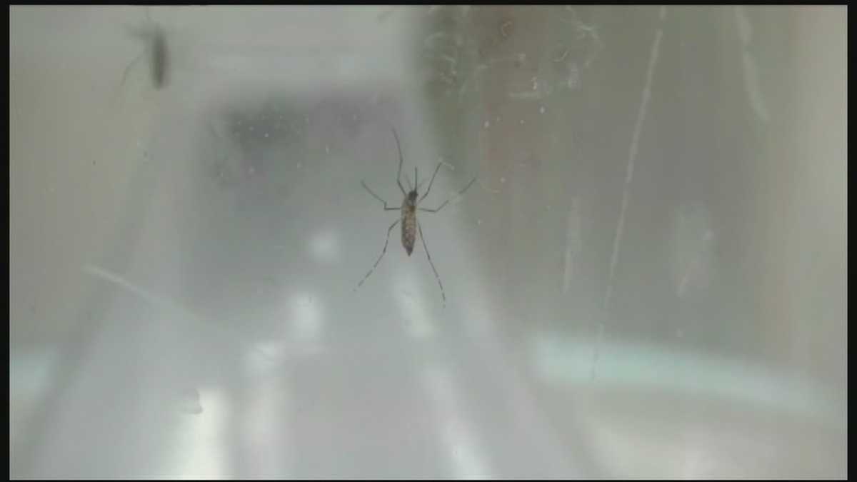 UVM to help test new Zika vaccines