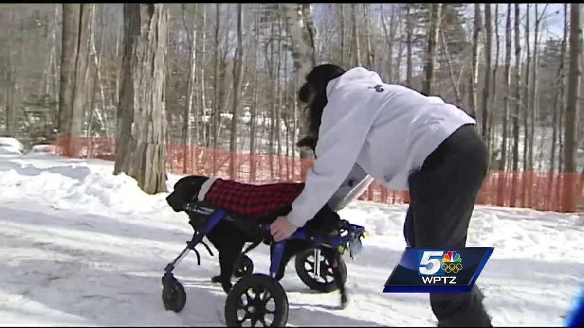 Tracey Fowler dedicates her life to helping handicapped dogs