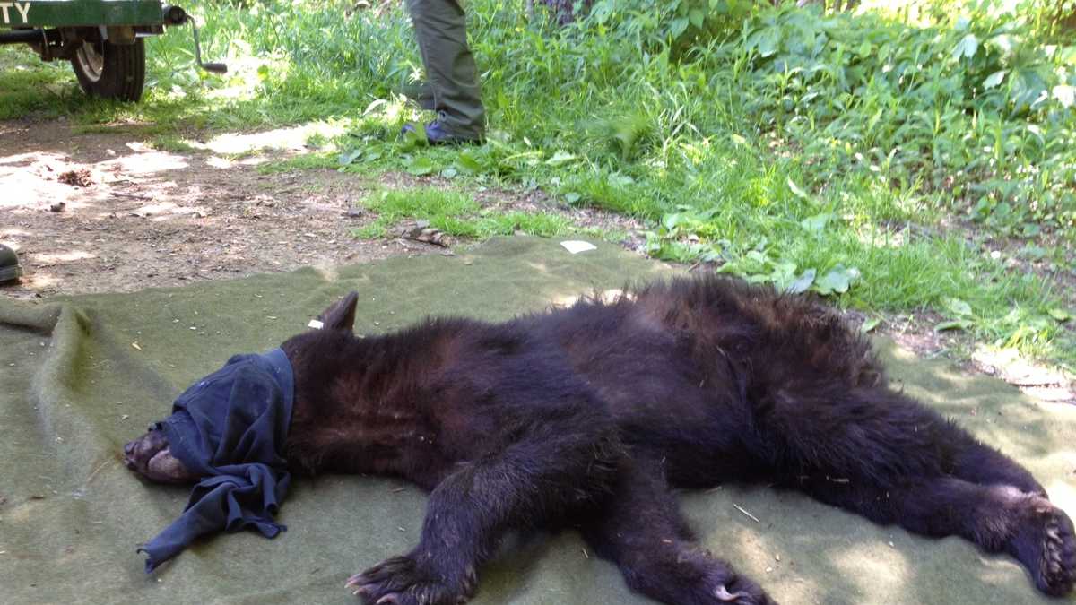 Black bear caught outside home