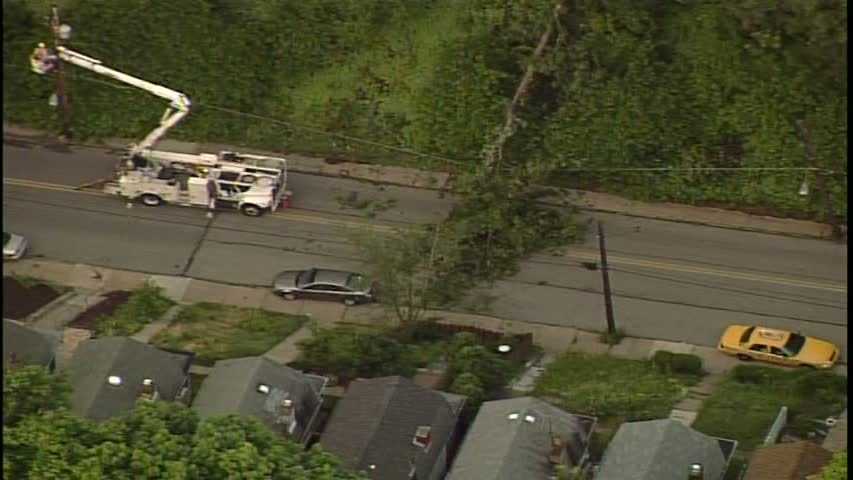 Tree brings down wires in Beechview