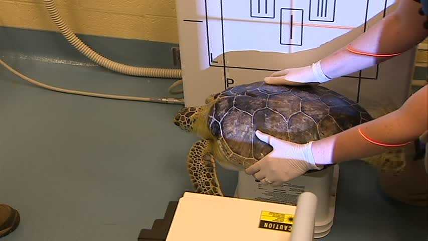Sea turtle hit by boat propeller treated at Pittsburgh Zoo