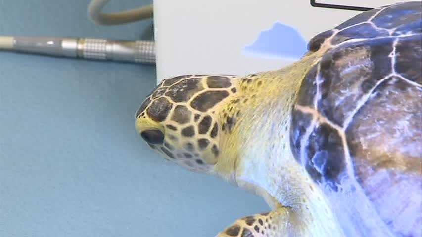 Sea turtle hit by boat propeller treated at Pittsburgh Zoo