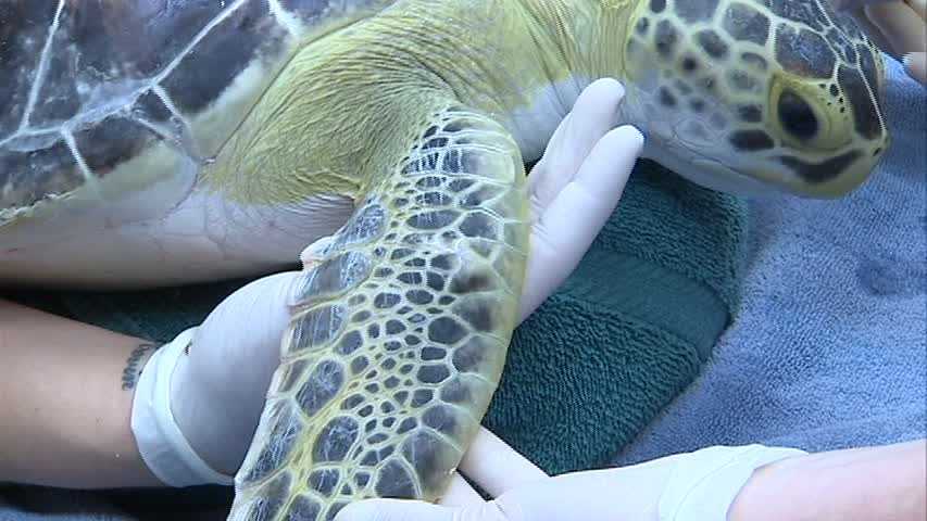 Sea turtle hit by boat propeller treated at Pittsburgh Zoo