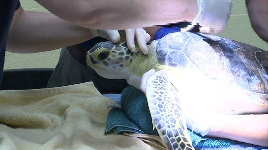 Sea turtle hit by boat propeller treated at Pittsburgh Zoo
