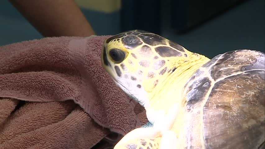 Sea turtle hit by boat propeller treated at Pittsburgh Zoo