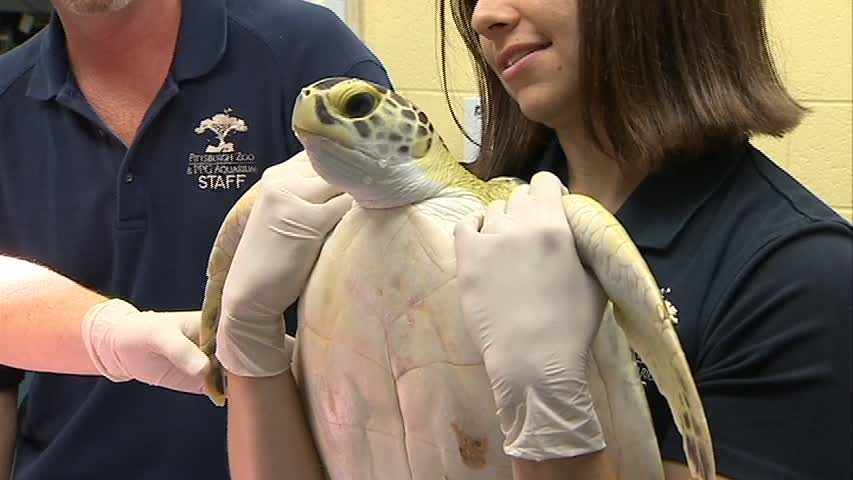Sea turtle hit by boat propeller treated at Pittsburgh Zoo