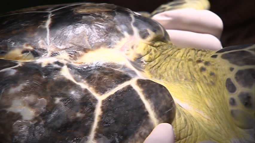 Sea turtle hit by boat propeller treated at Pittsburgh Zoo