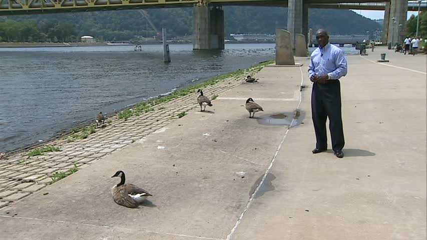 Watch your step! Geese droppings make for messy situation on North Shore