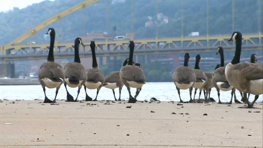 Watch your step! Geese droppings make for messy situation on North Shore