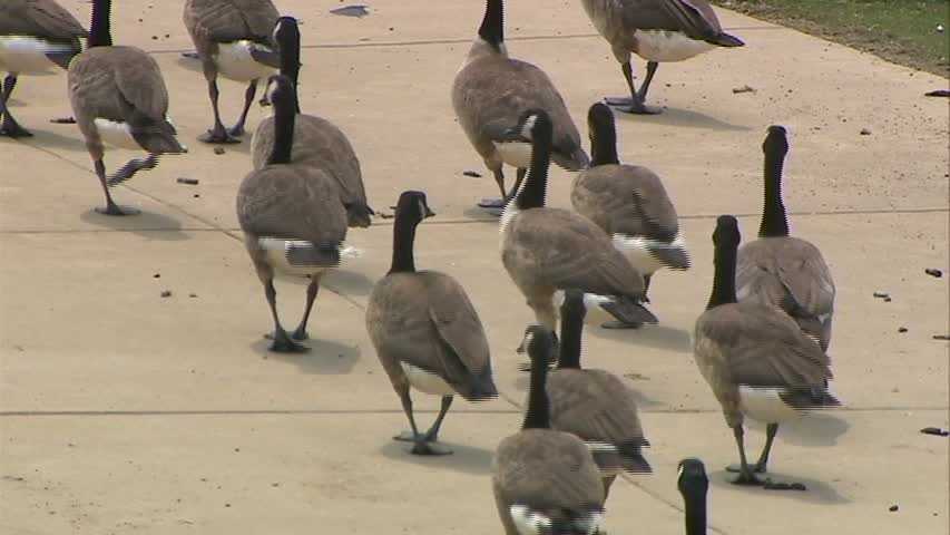 Watch your step! Geese droppings make for messy situation on North Shore