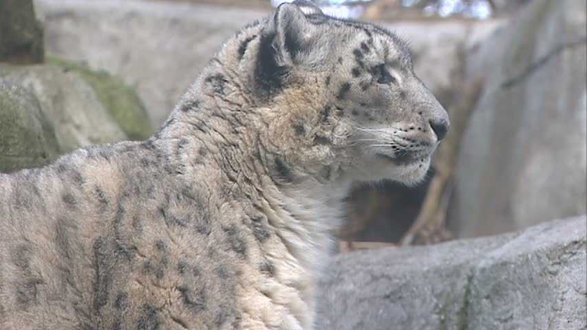 How do zoo animals keep warm during frigid temps?