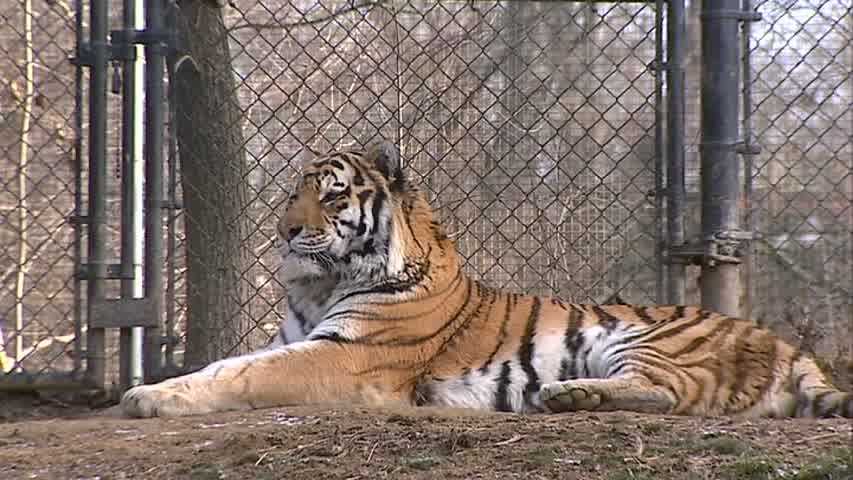 How do zoo animals keep warm during frigid temps?