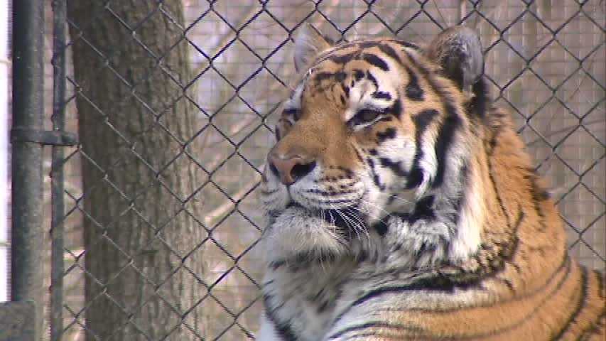 How do zoo animals keep warm during frigid temps?