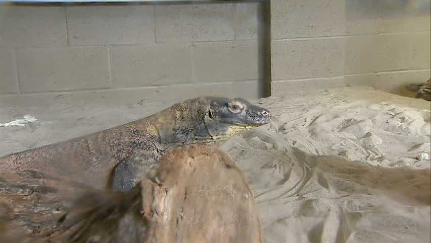 How do zoo animals keep warm during frigid temps?