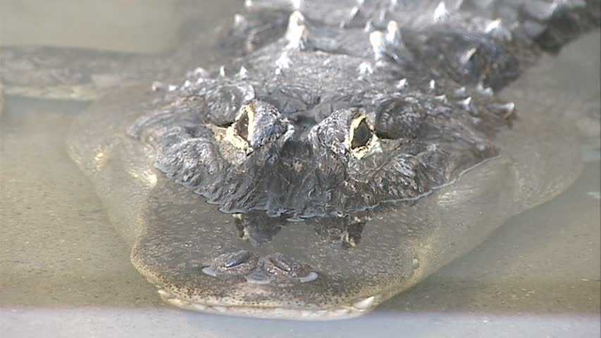 How do zoo animals keep warm during frigid temps?