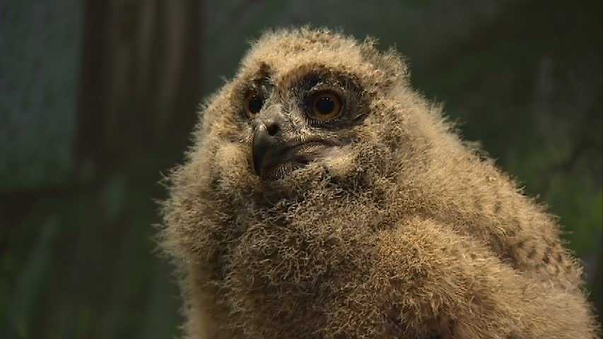 Photos: Baby owl hatches at National Aviary