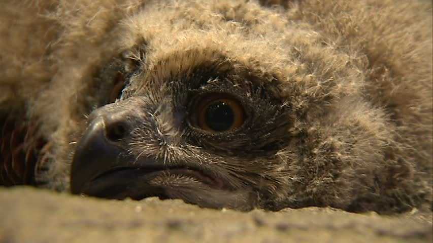 Photos: Baby owl hatches at National Aviary