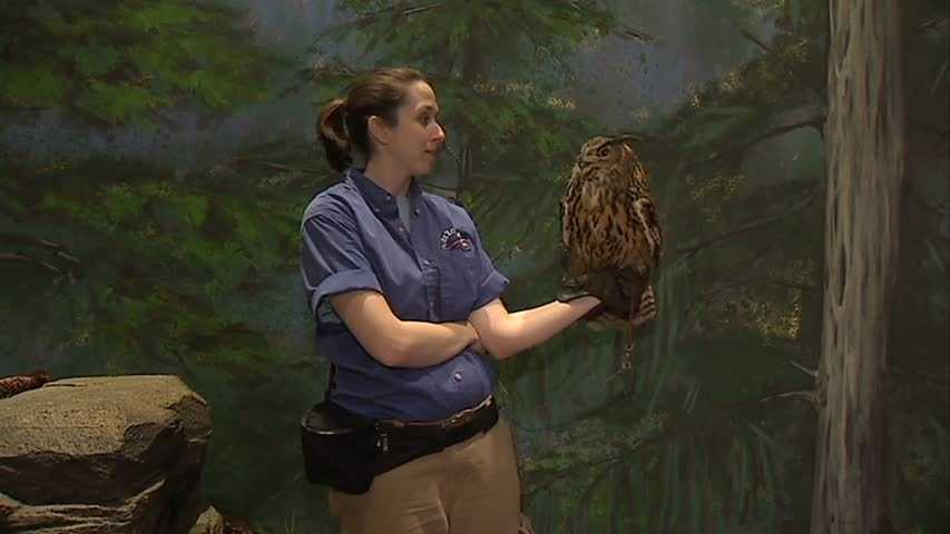 Photos: Baby owl hatches at National Aviary