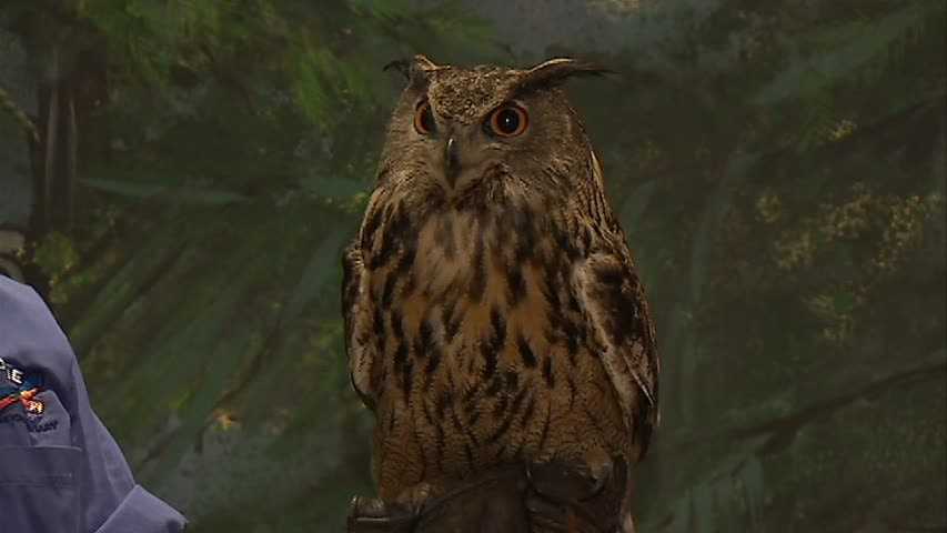 Photos: Baby owl hatches at National Aviary