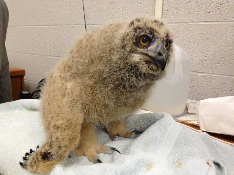 Photos: Baby owl hatches at National Aviary