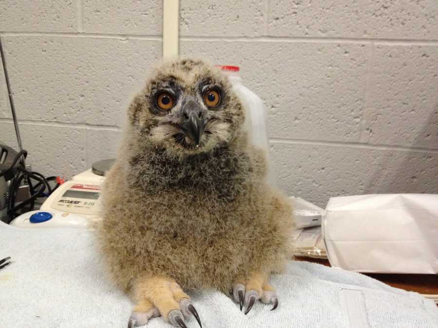 Photos: Baby owl hatches at National Aviary