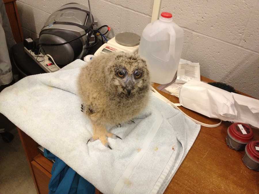 Photos: Baby owl hatches at National Aviary