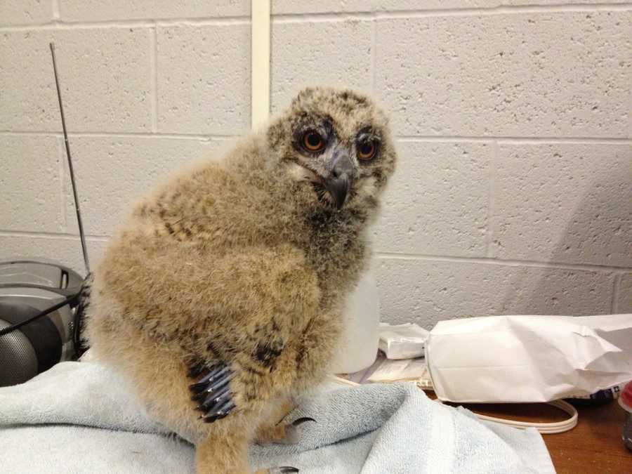 Photos: Baby owl hatches at National Aviary