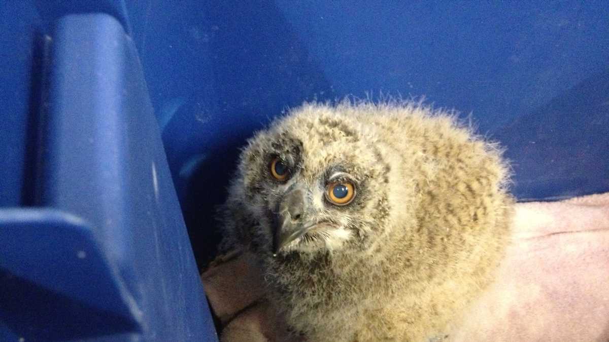 Photos: Baby owl hatches at National Aviary