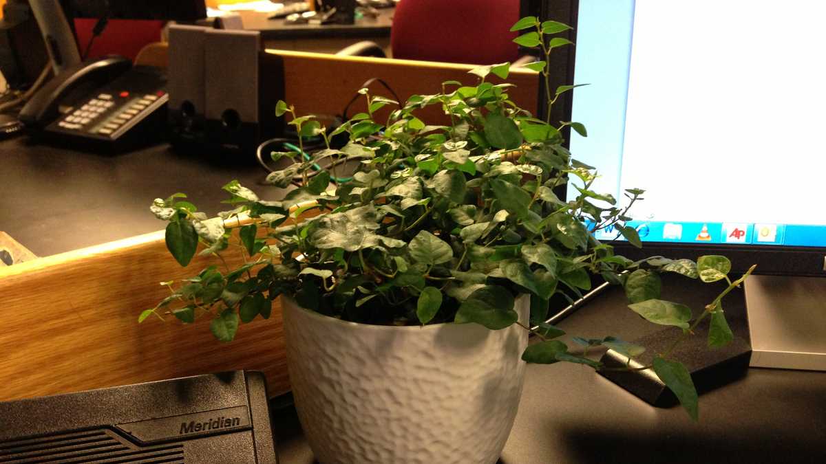 20 things you didn't know about Matt Belanger