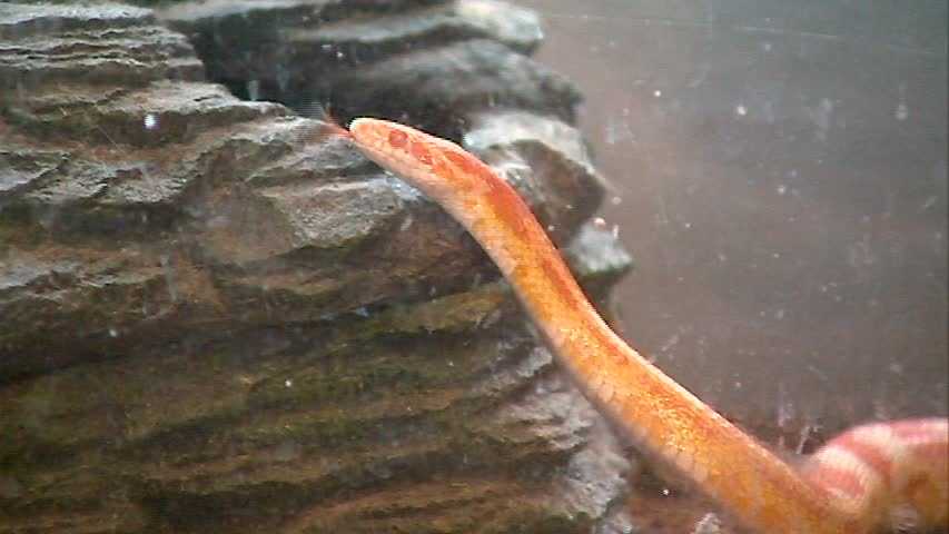 Photos: Woman finds snake in bag of potatoes