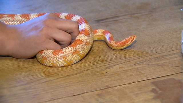 Photos: Woman finds snake in bag of potatoes