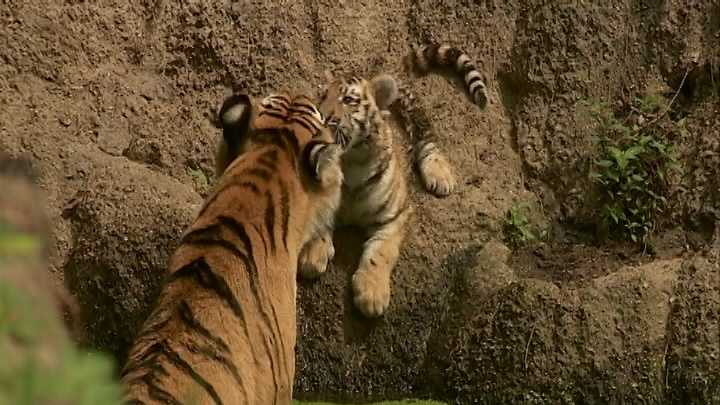 Photos: Baby tiger goes outside
