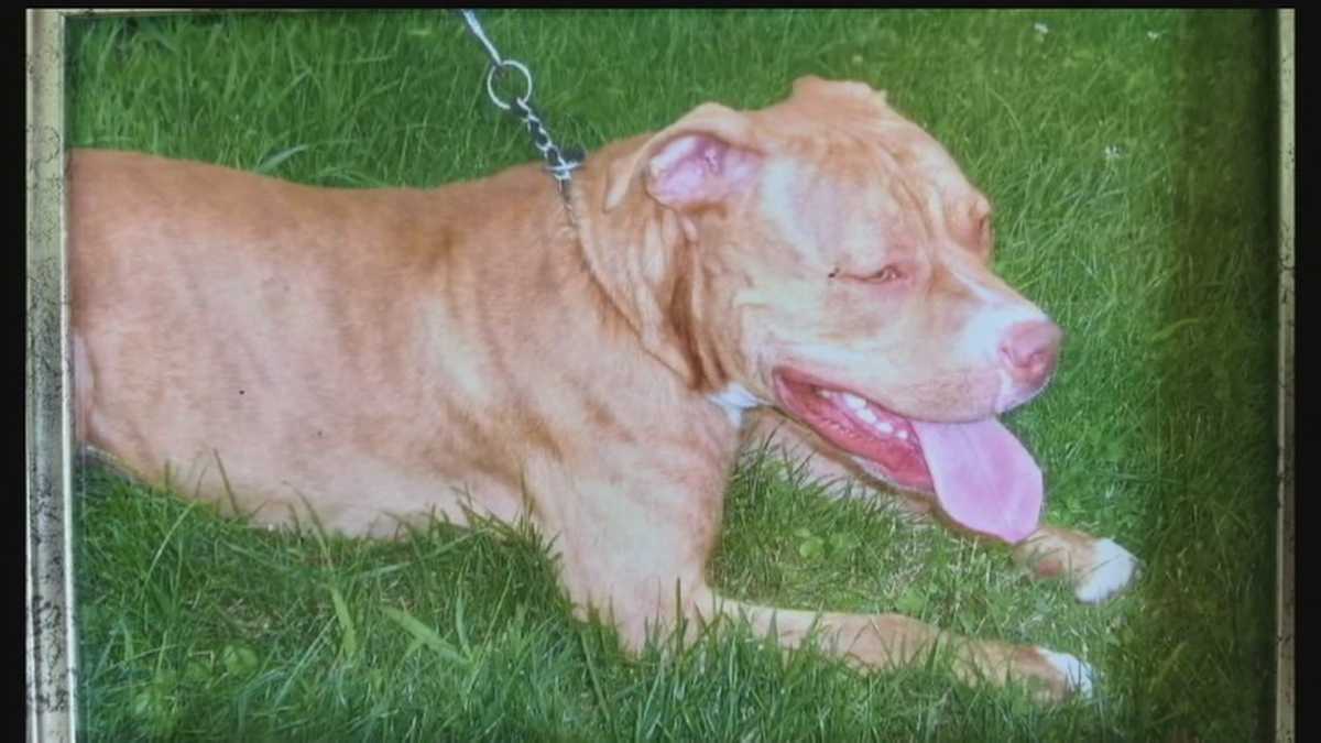 Pit bull killed after attacking police officer