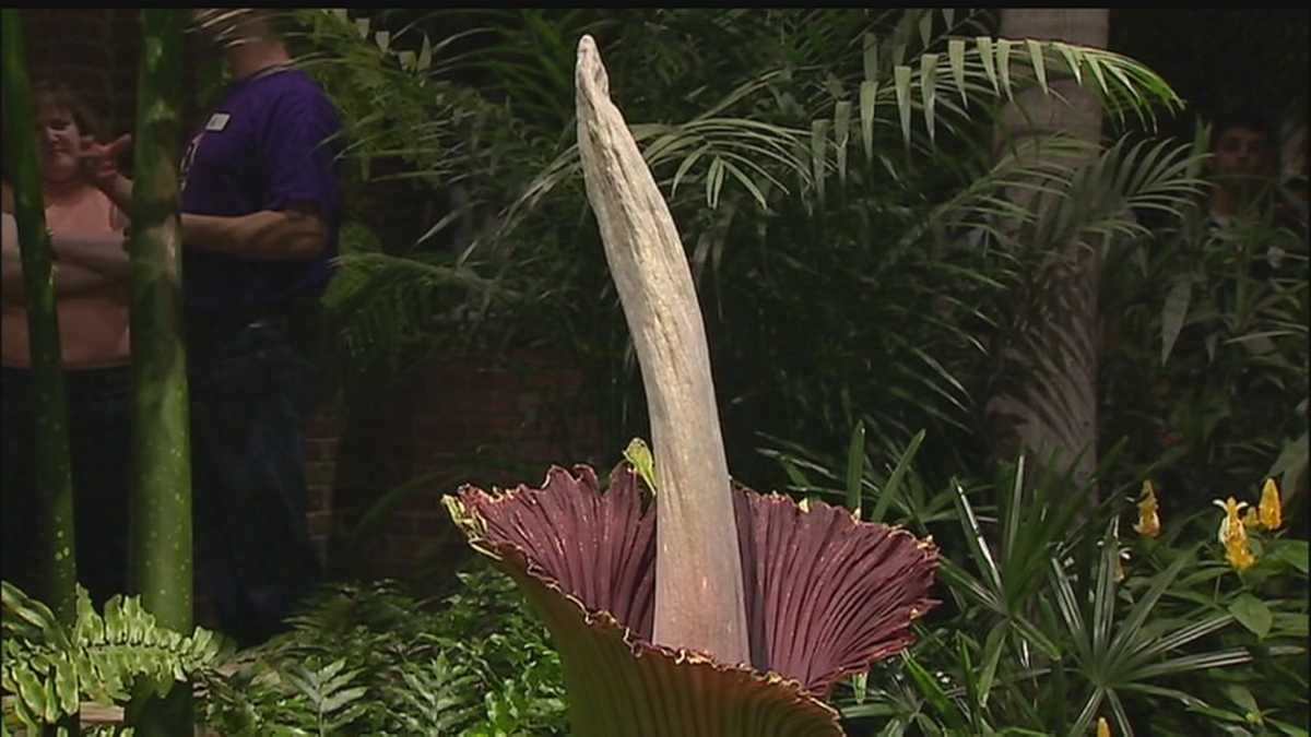 Corpse flower 'Romero' set to unleash a worldly stench in Pittsburgh again