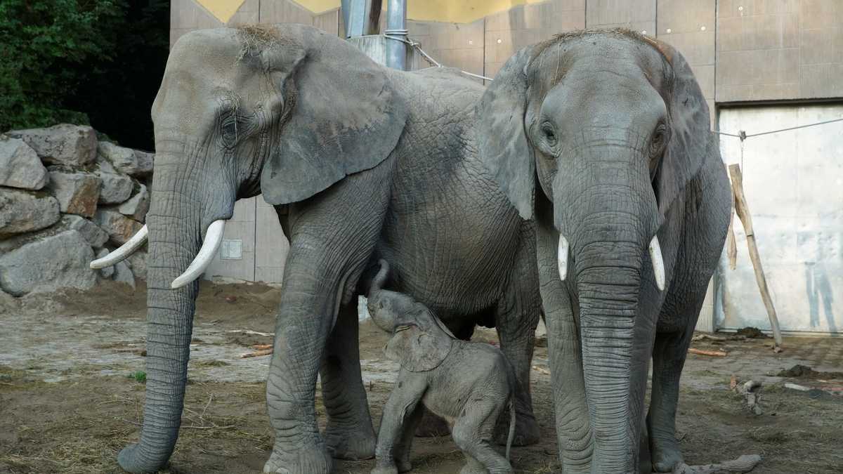 Elephant born from artificial insemination in 'Project Frozen Dumbo'
