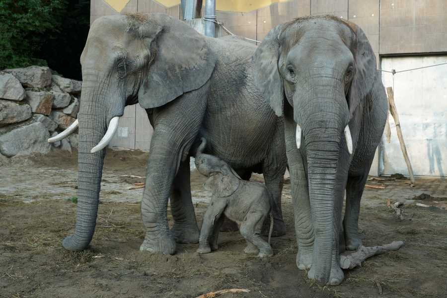 Elephant born from artificial insemination in 'Project Frozen Dumbo'
