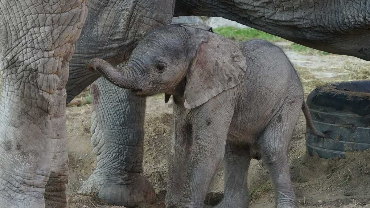 Elephant born from artificial insemination in 'Project Frozen Dumbo'