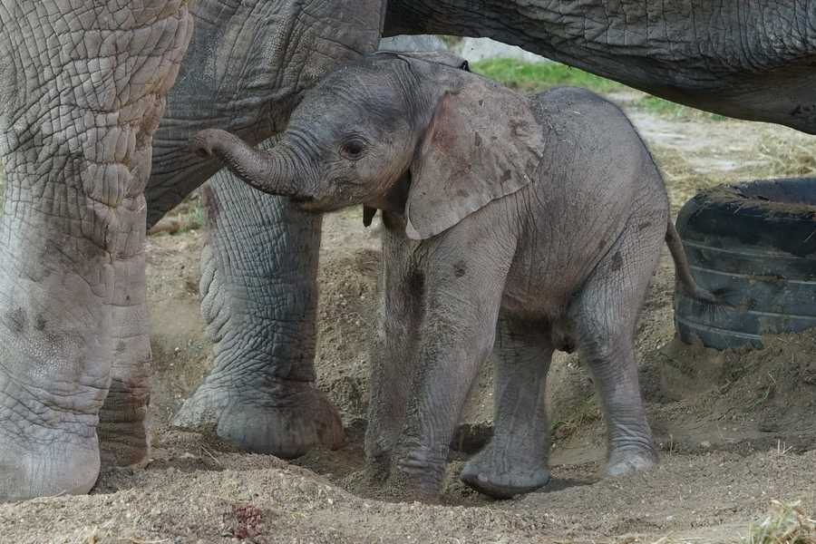 Elephant born from artificial insemination in 'Project Frozen Dumbo'
