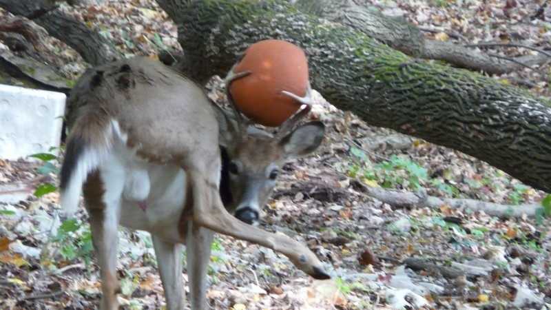 He's a real "3-pointer:" Deer gets basketball stuck in rack