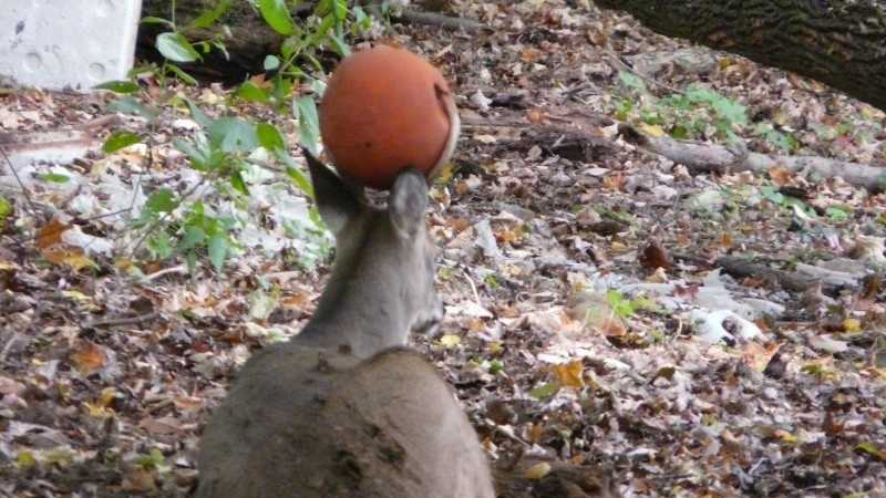 He's a real "3-pointer:" Deer gets basketball stuck in rack