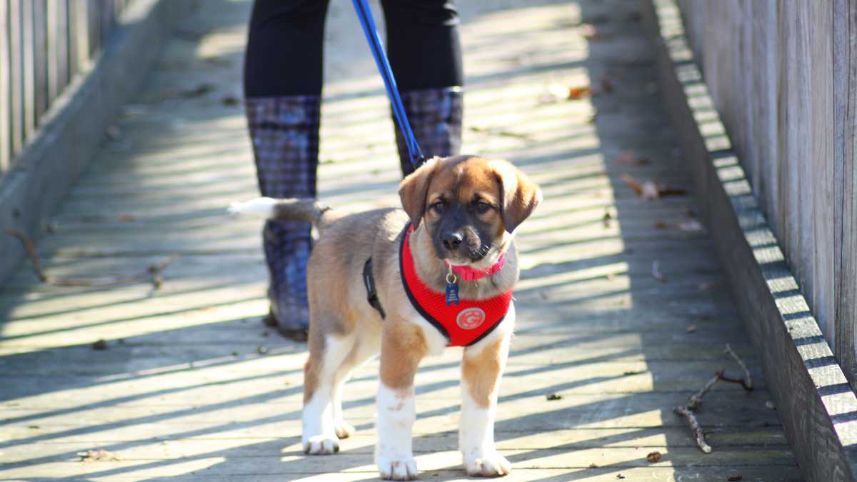 20 things you don't know about Ray Petelin