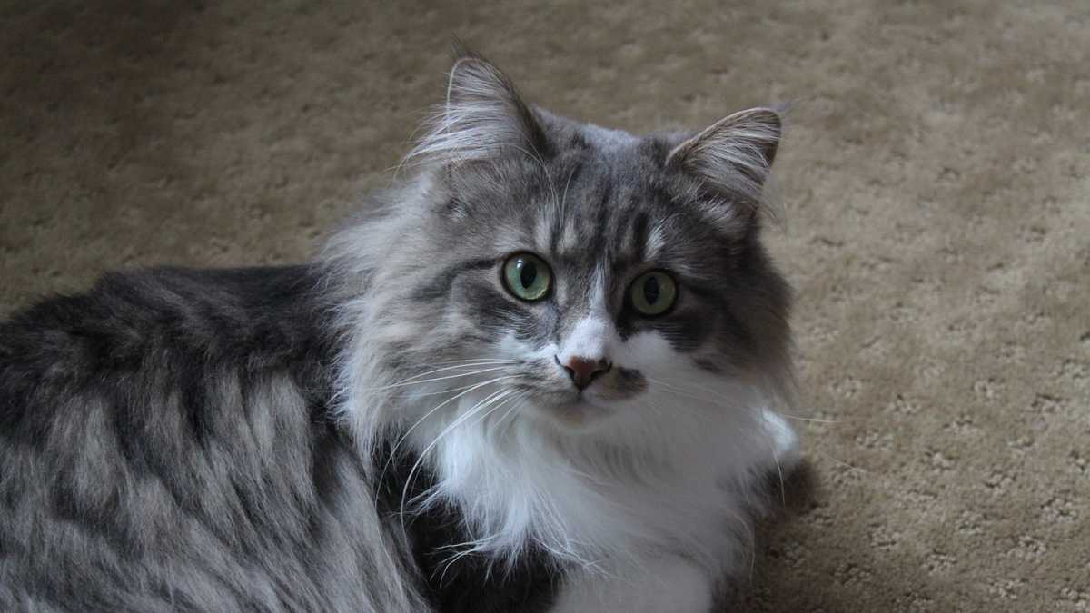 20 things you don't know about Ray Petelin